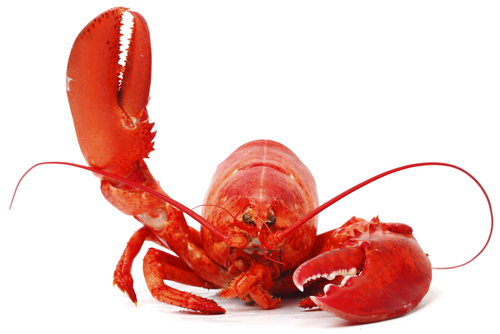 Is Lobster Bad For You? - Here Is Your Answer.